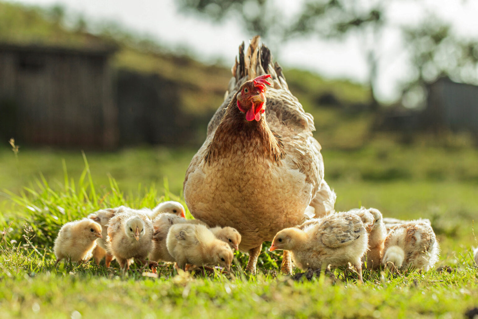 A Hard Lesson Learned in Caring For Baby Chicks - Backyard Poultry